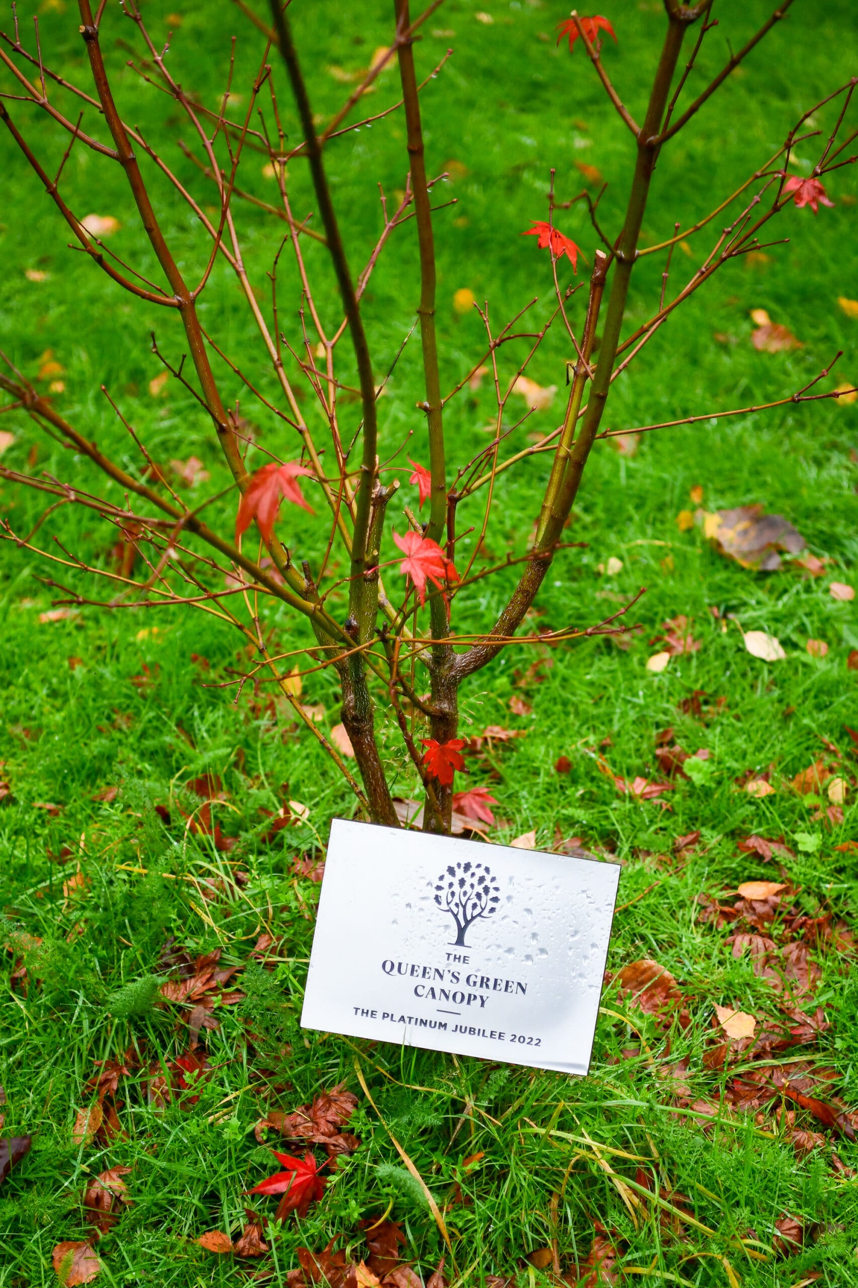 Tree of Trees - Surrey Organisations recognised by The Queen’s Green ...